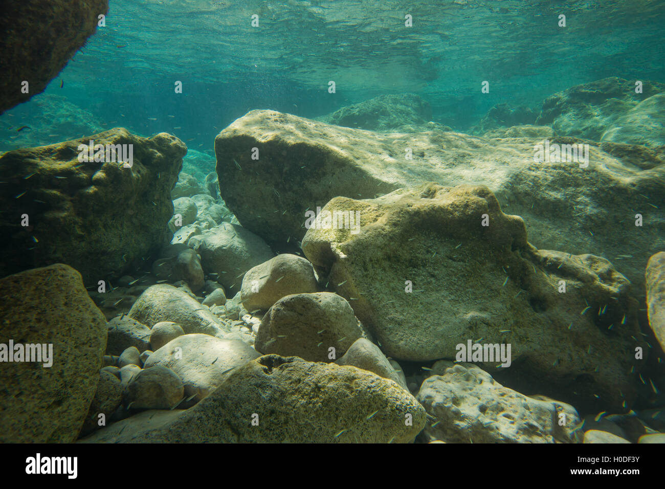 Smal fish under water Stock Photo - Alamy