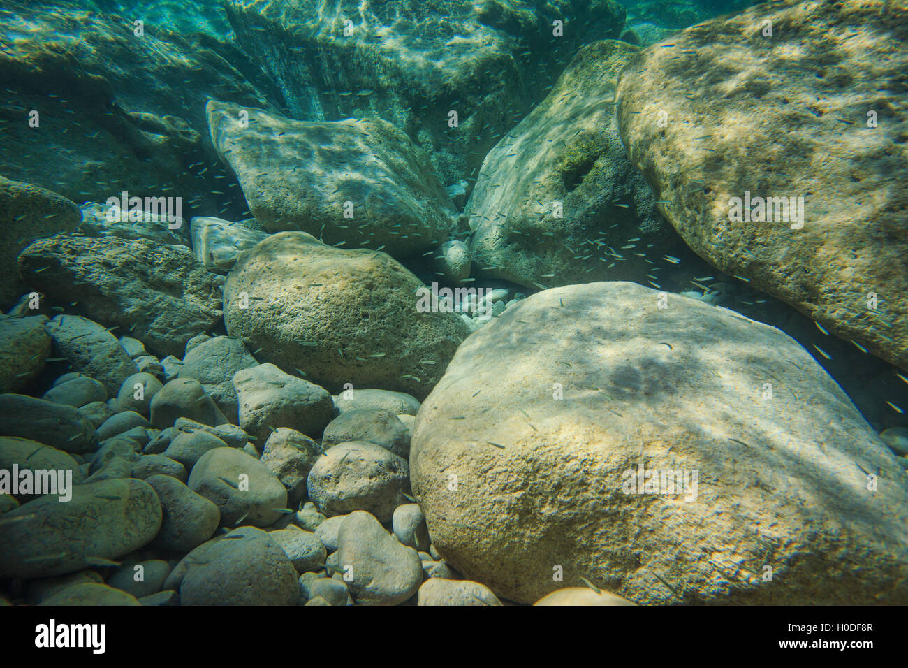 Fish under water Stock Photo - Alamy