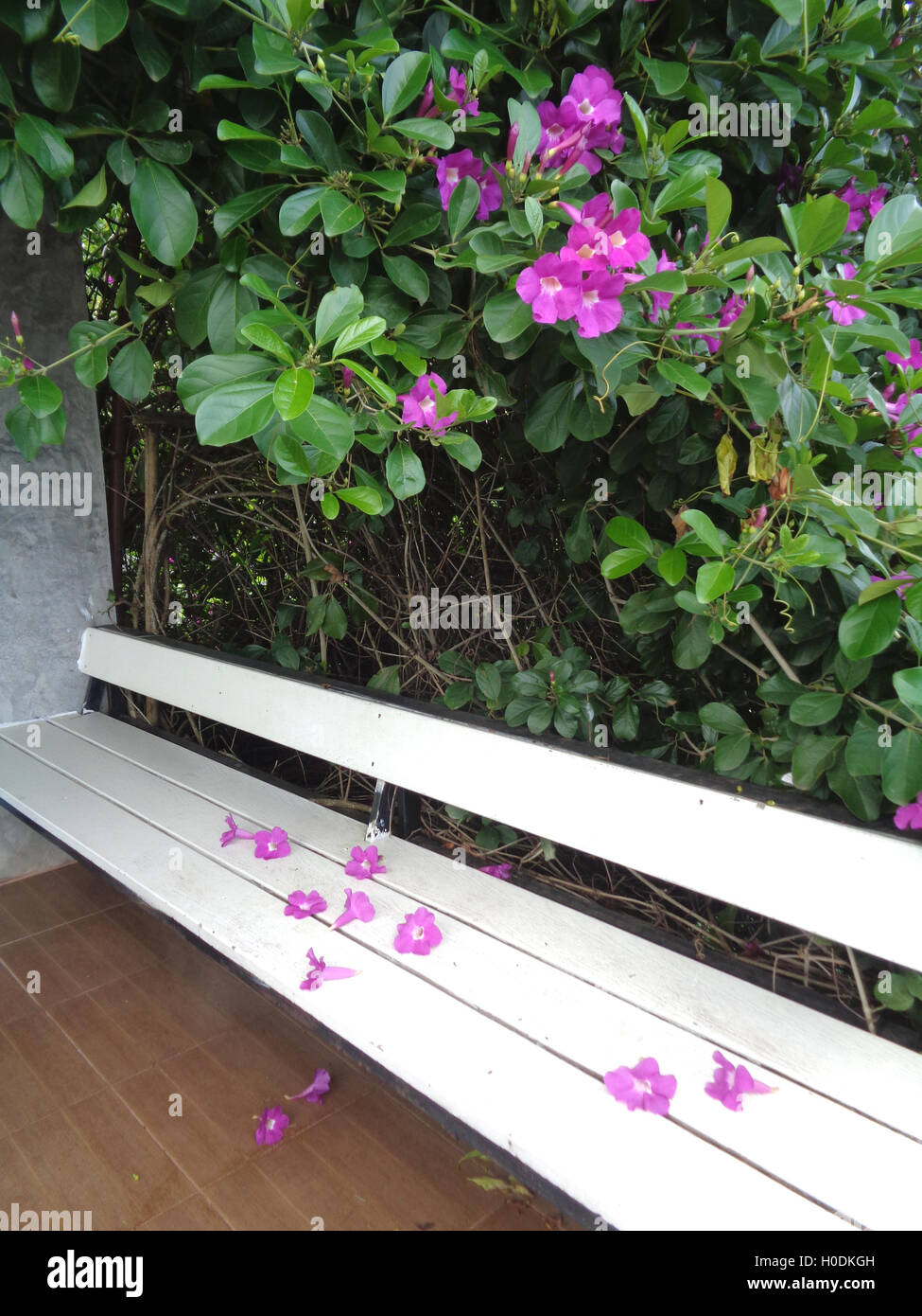 Tree purple leaves bench under hi-res stock photography and images - Alamy