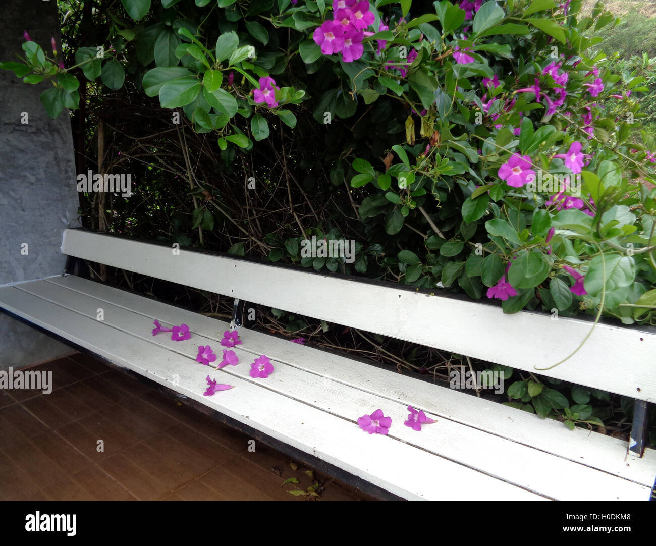 Tree purple leaves bench under hi-res stock photography and images - Alamy