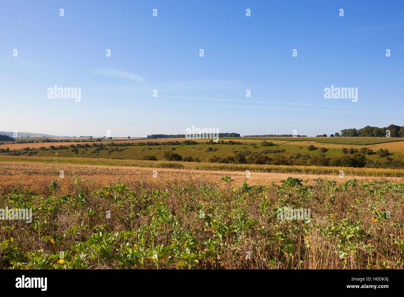 Scenic farmland on a warm September day with hills, hedgerows and ...