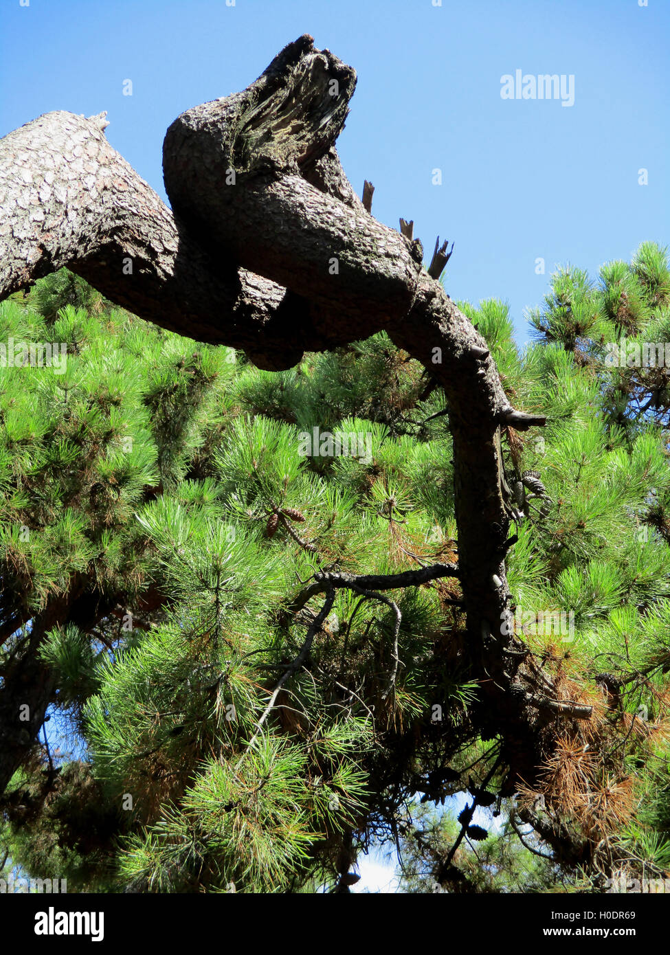 maritime pine branches with strange shapes Stock Photo - Alamy