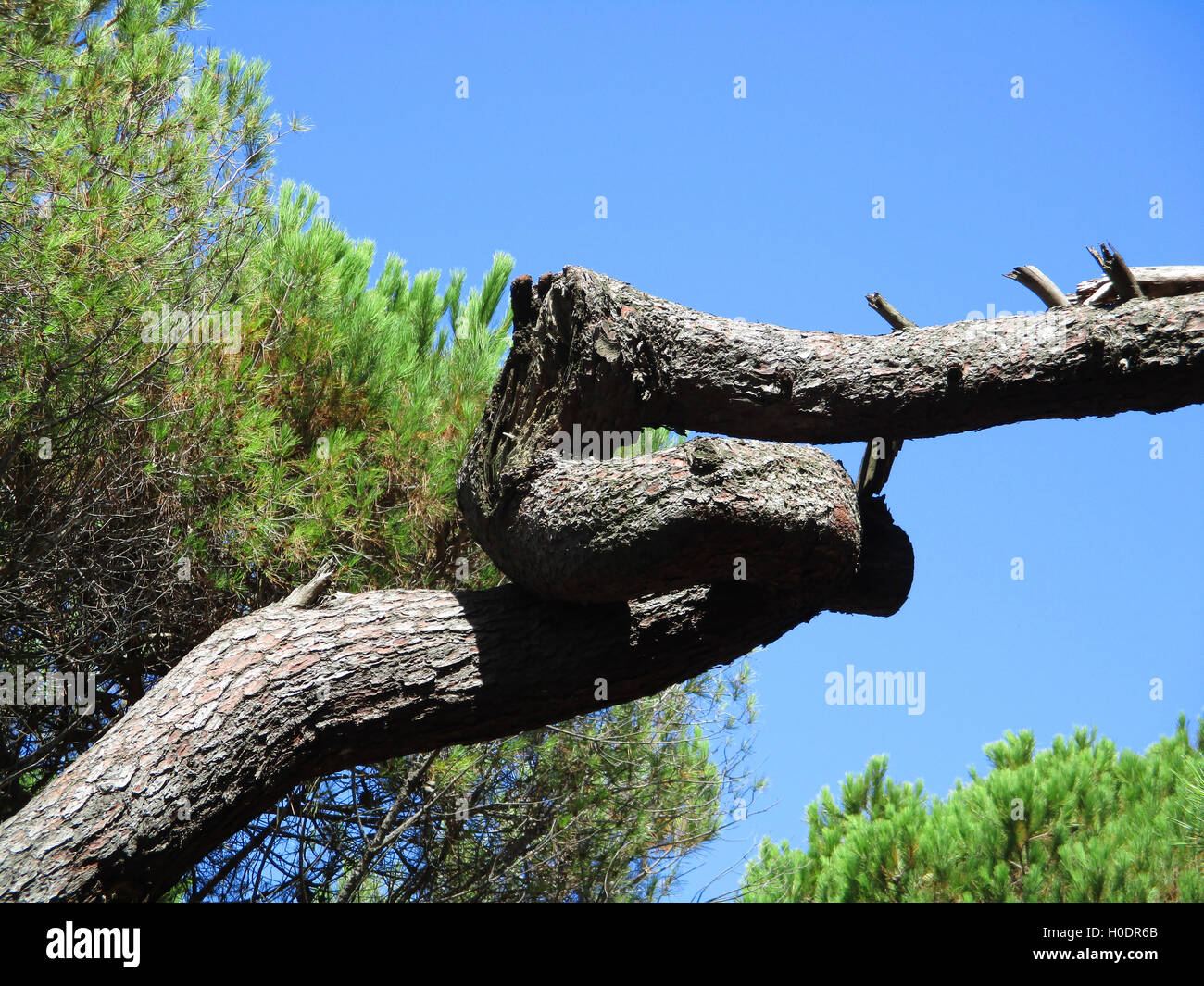 maritime pine branches with strange shapes Stock Photo - Alamy