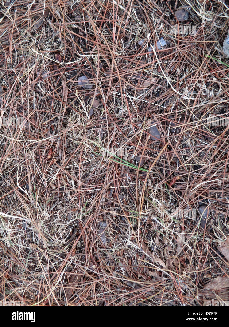 texture of pine needles Stock Photo - Alamy