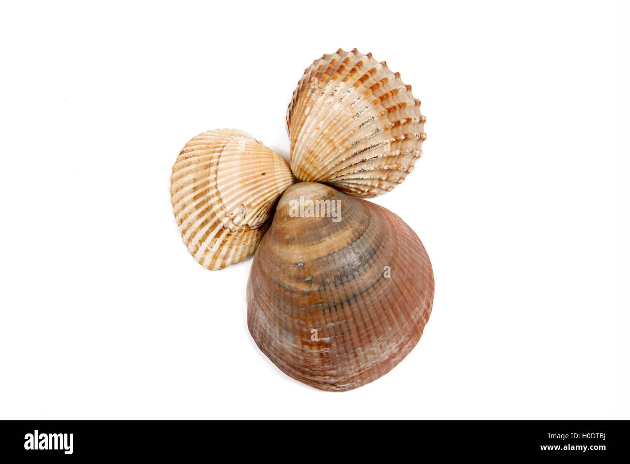 Black oyster shell Cut Out Stock Images & Pictures - Alamy