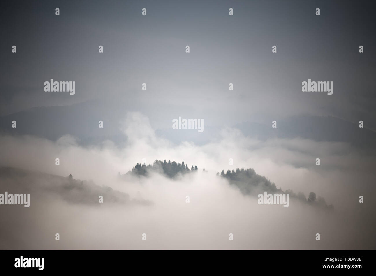 Mist rain forest hi-res stock photography and images - Alamy