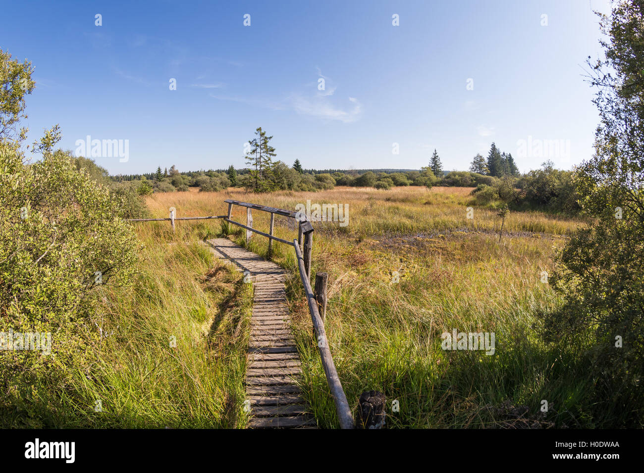 Hohes Venn - Brackvenn (Hautes Fagnes, Hoge Venen, High Vens) in ...