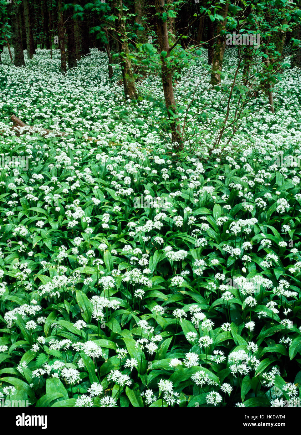 A sea of wild garlic (Alium ursinum) commonly known as ramsons ...