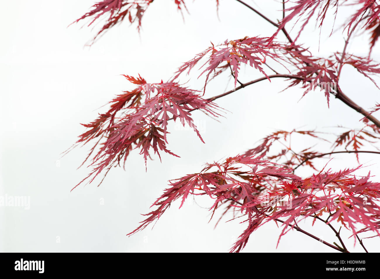 Acer palmatum dissectum 'Firecracker'. Japanese maple tree branch and ...