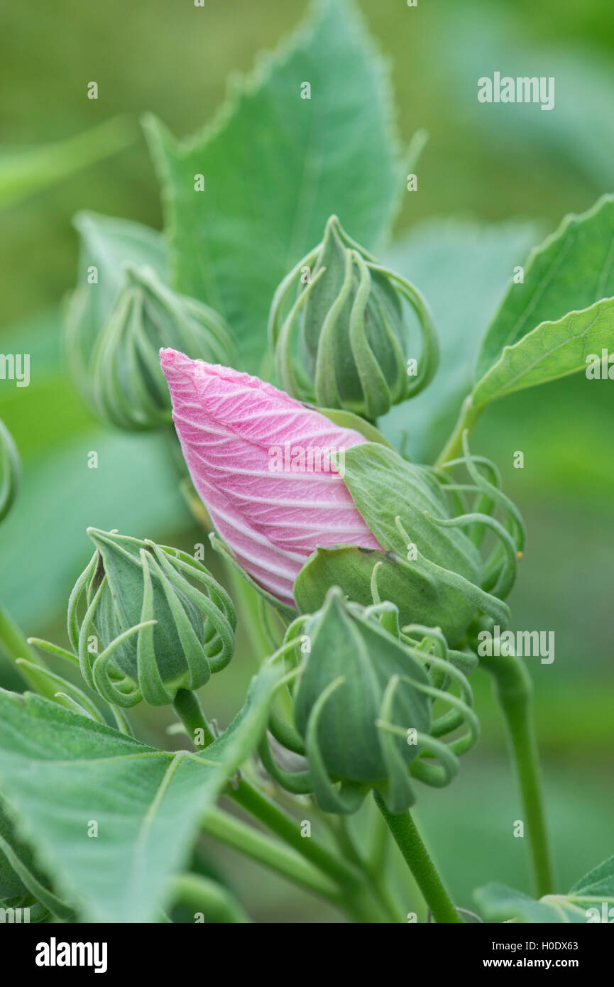 Hibiscus moscheutos. Rose mallow flower bud opening Stock Photo - Alamy