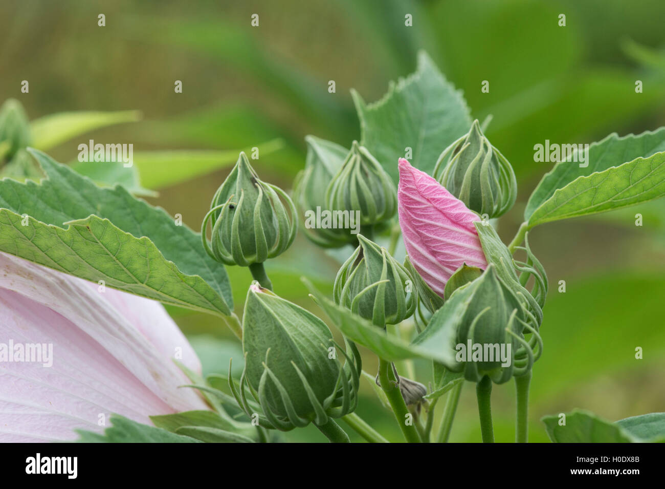 Hibiscus moscheutos. Rose mallow flower bud opening Stock Photo - Alamy