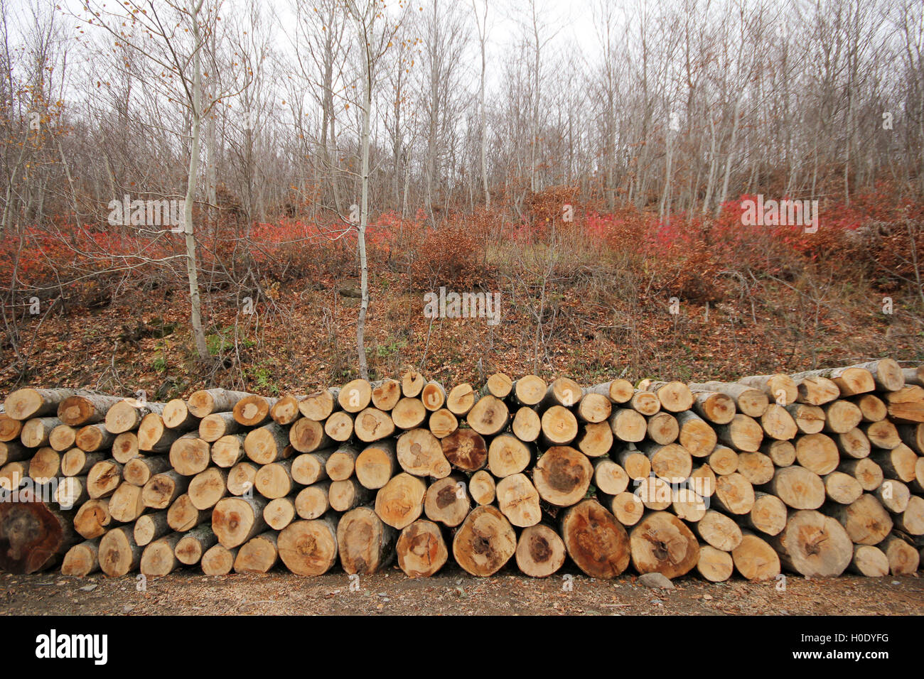 Stock image resource hi-res stock photography and images - Alamy