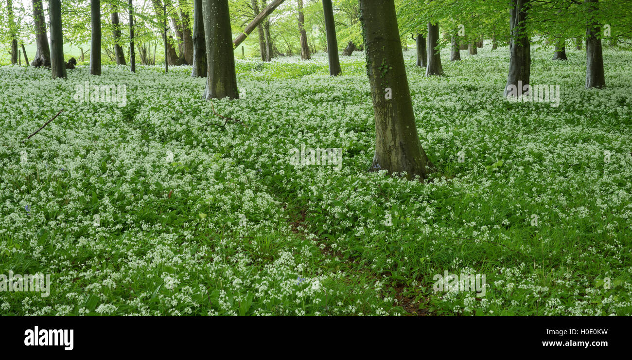 English wild flower garlic hi-res stock photography and images - Alamy