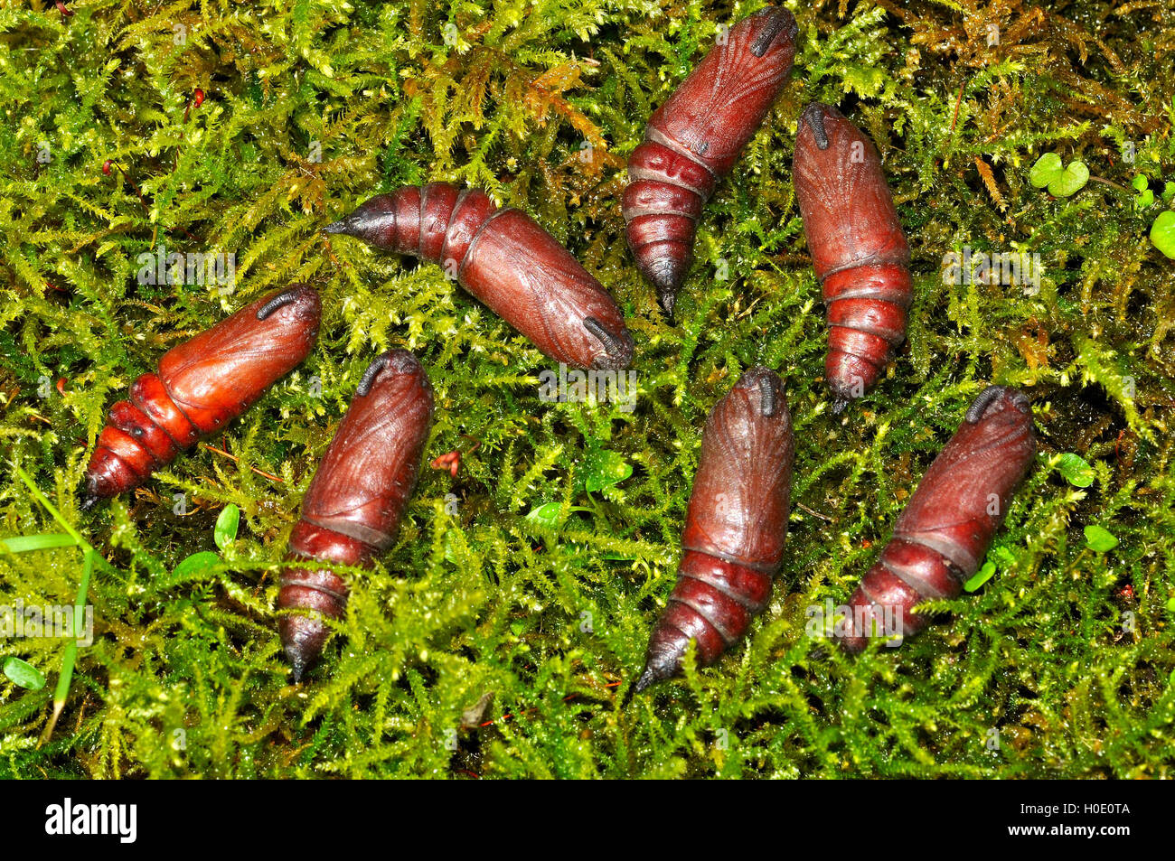 Pine hawk moth (Sphinx ligustri) pupae on moss Stock Photo - Alamy
