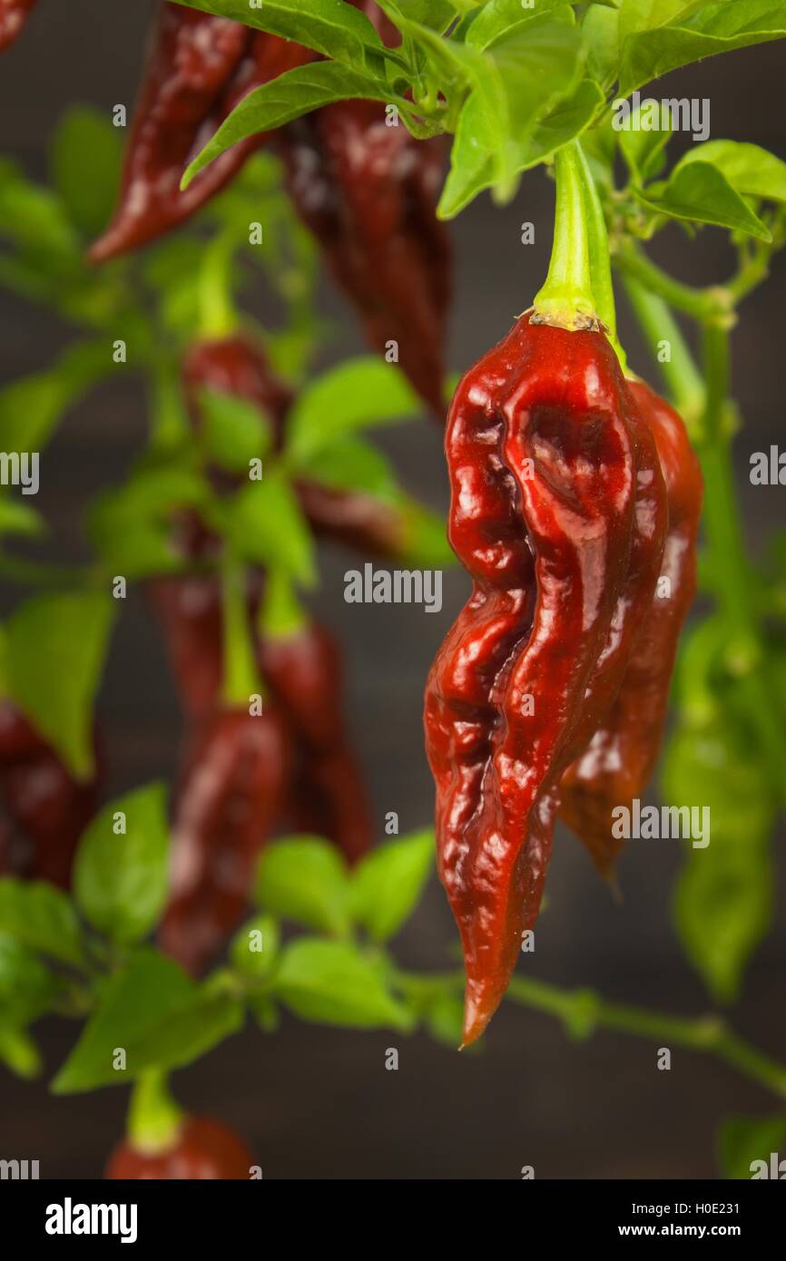 Spicy Hot Bhut Jolokia Ghost Peppers. Domestic cultivation extra hot ...