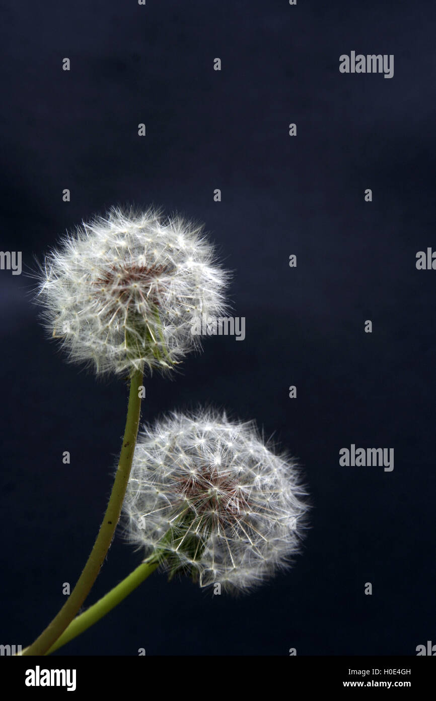 Seed flow with wind hi-res stock photography and images - Alamy