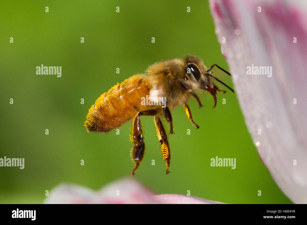 European Honey Bee Hovering Sunflower Stock Photo - Alamy