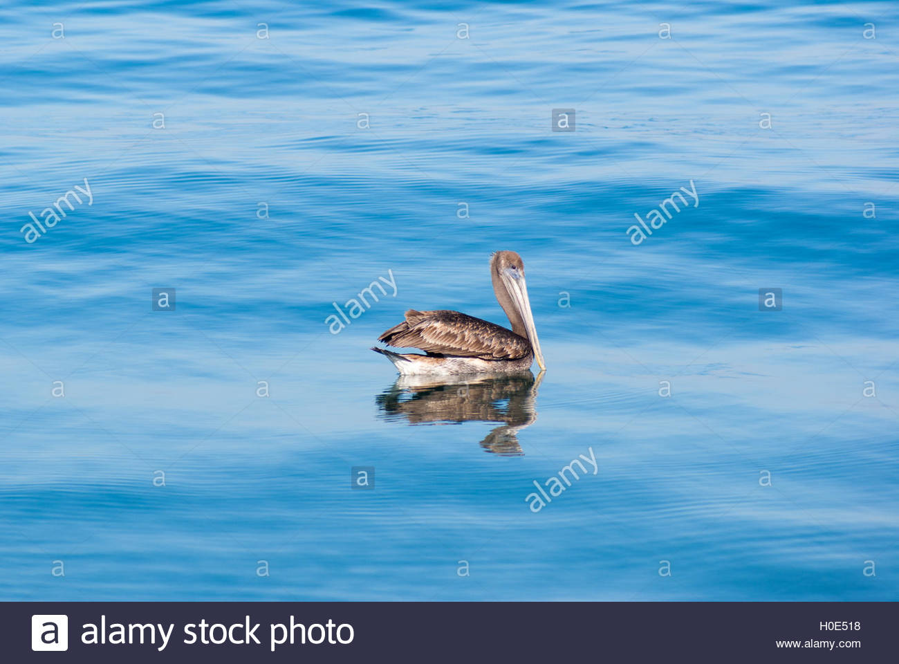 Pelican Gliding High Resolution Stock Photography and Images - Alamy