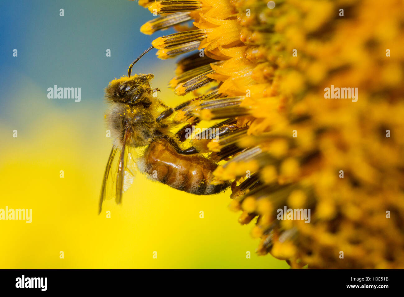European Honey Bee Hovering Sunflower Stock Photo - Alamy