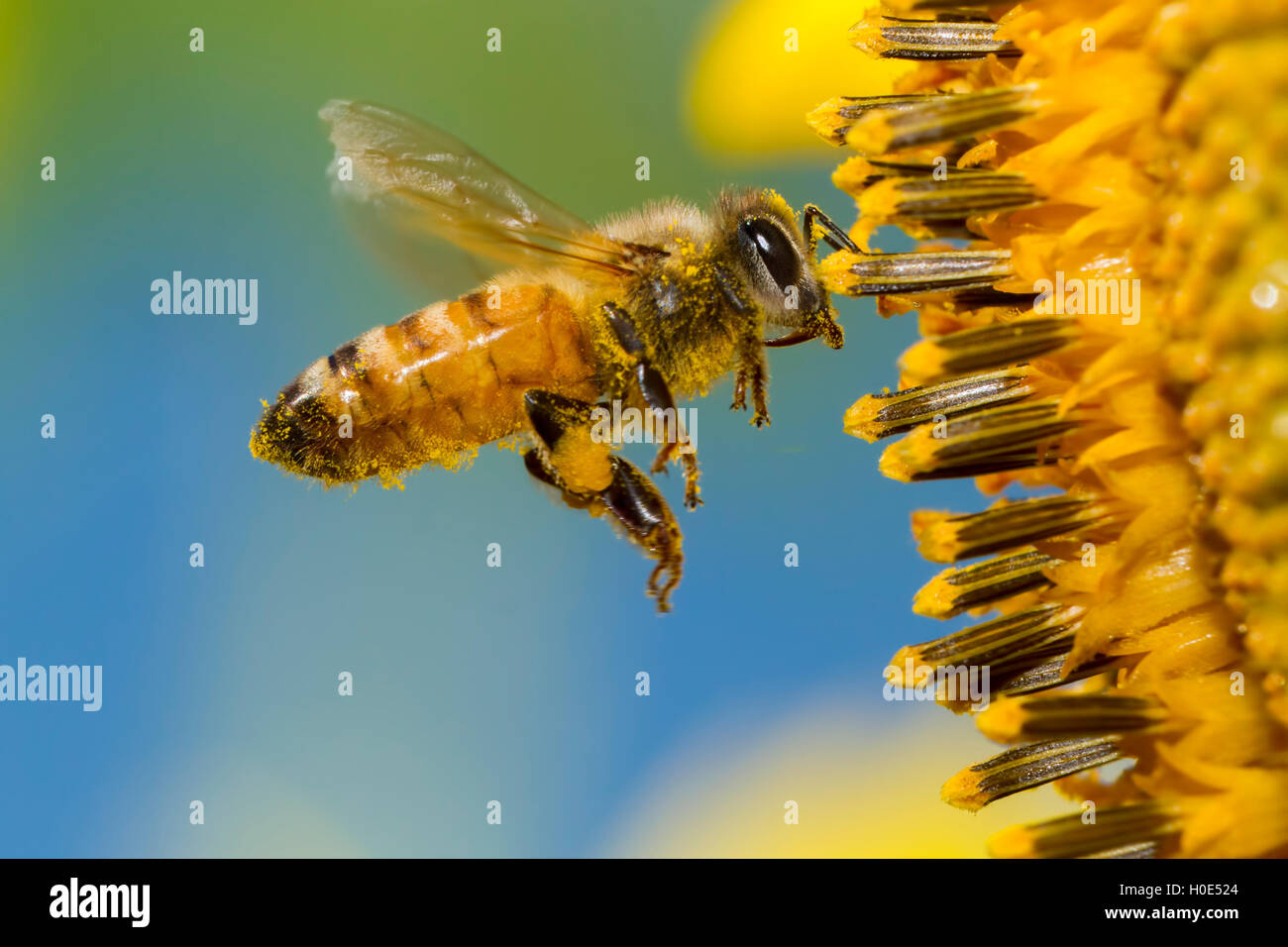 European Honey Bee Hovering Sunflower Stock Photo - Alamy