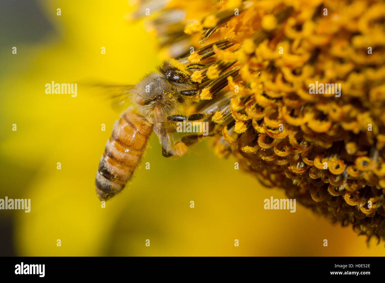 European Honey Bee Hovering Sunflower Stock Photo - Alamy
