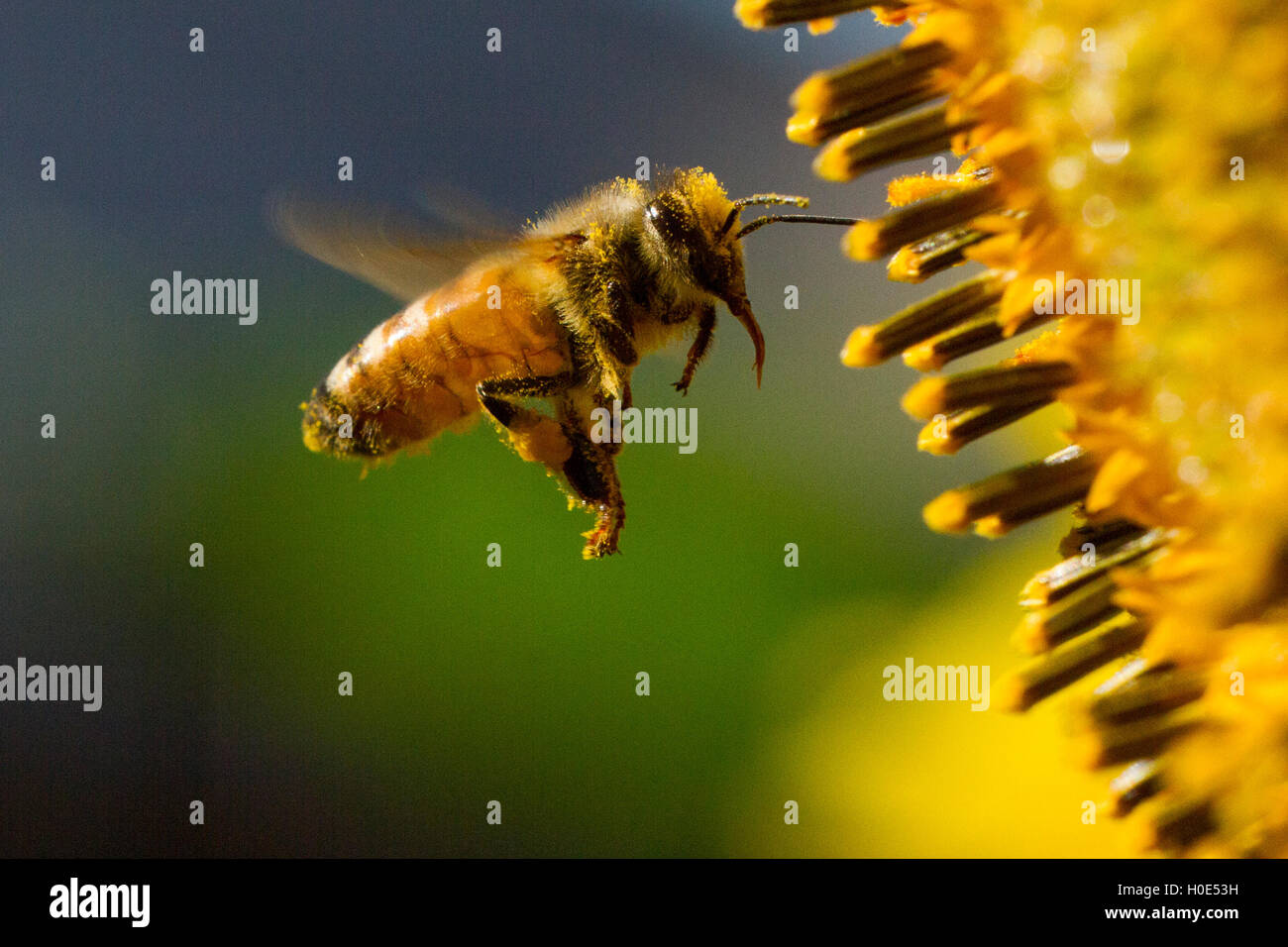 European Honey Bee Hovering Sunflower Stock Photo - Alamy
