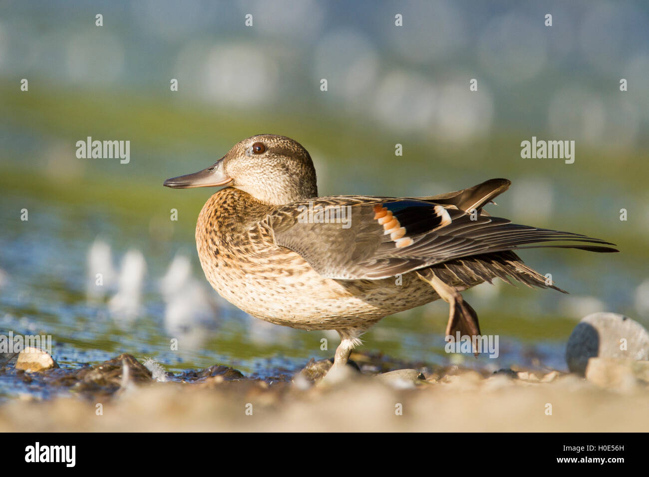 green-winged teal (Anas carolinensis or Anas crecca carolinensis Stock ...