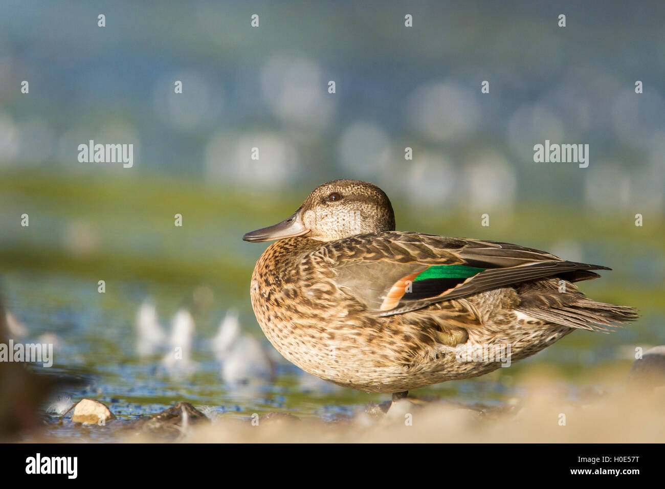 Anas crecca carolinensis hi-res stock photography and images - Alamy