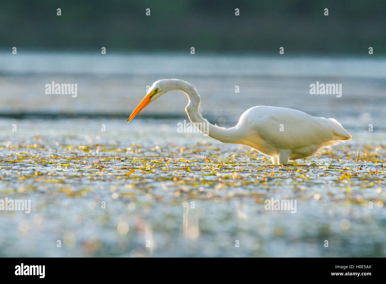 Great egret (Ardea alba) fishing Stock Photo - Alamy