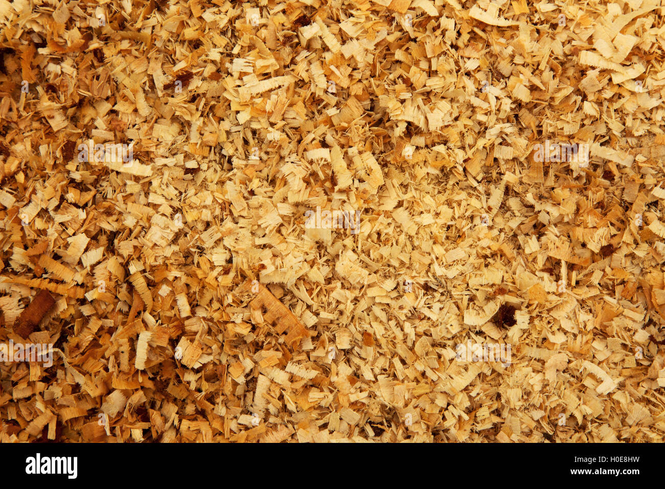 Damp wood chips, scrap wood lying on the ground like a carpet. Close ...