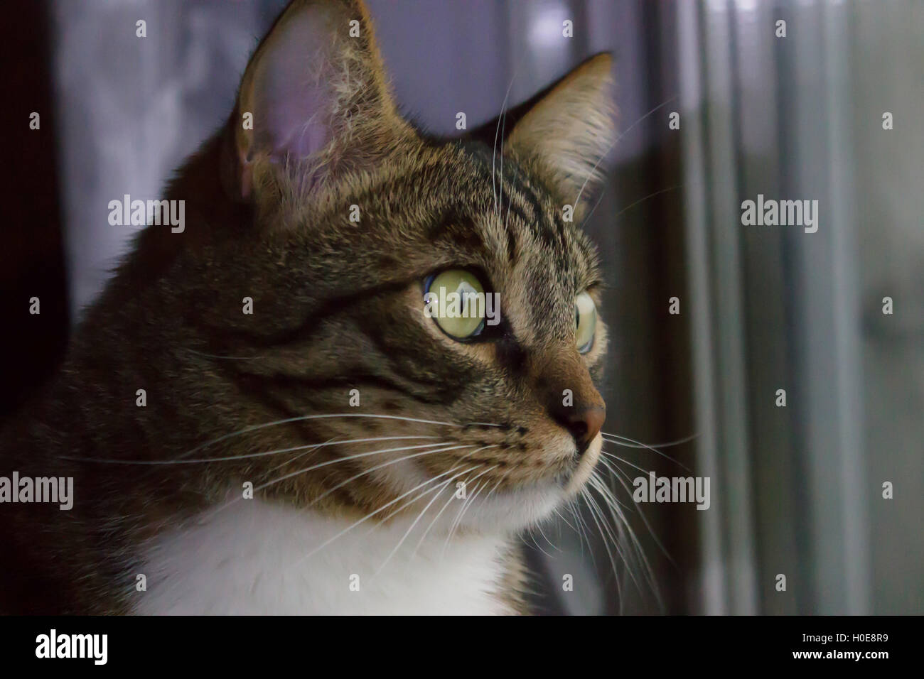Cat portrait close up, only head crop, cat in light brown and cream ...