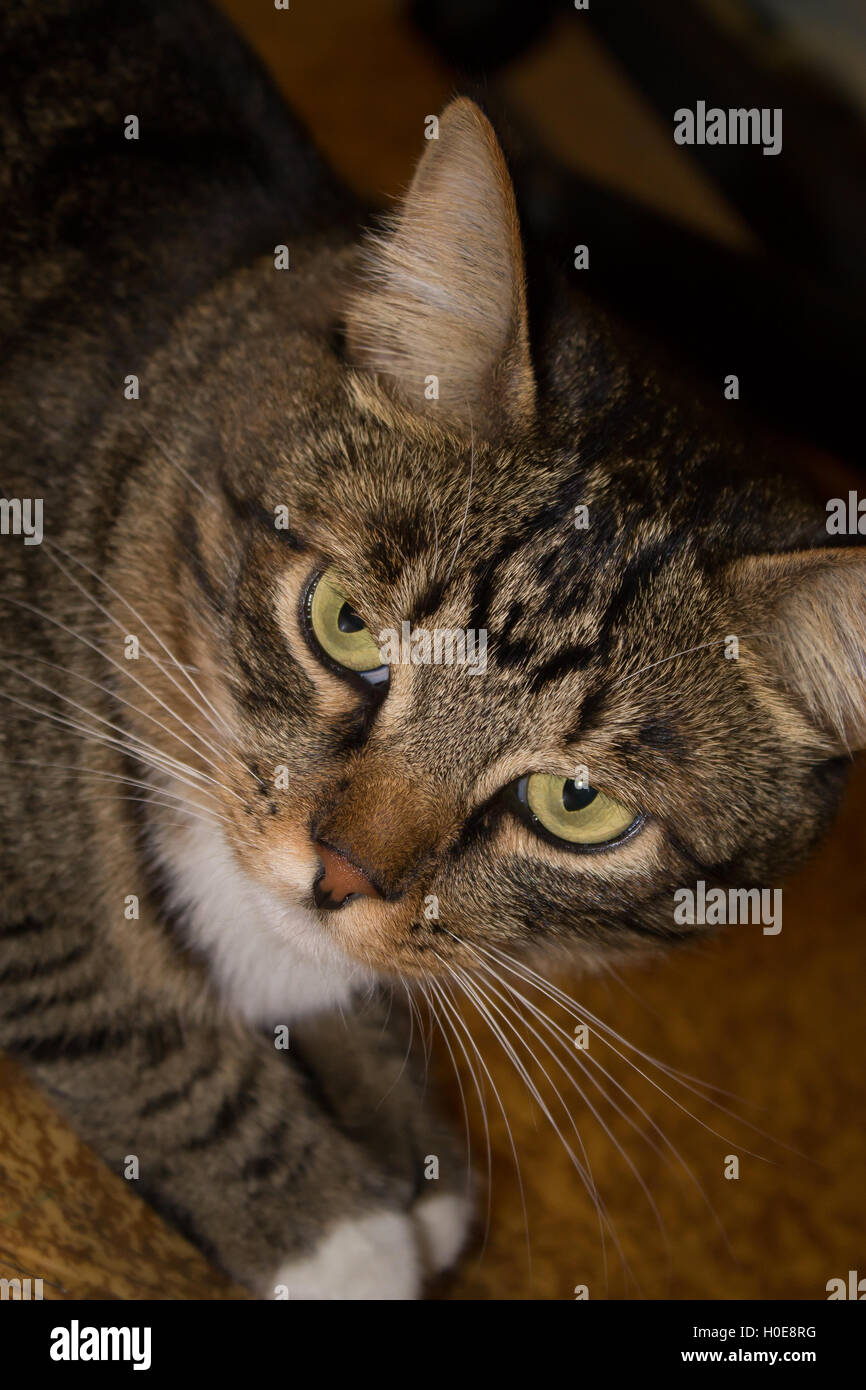 Cat portrait close up, only head crop, cat in light brown and cream ...