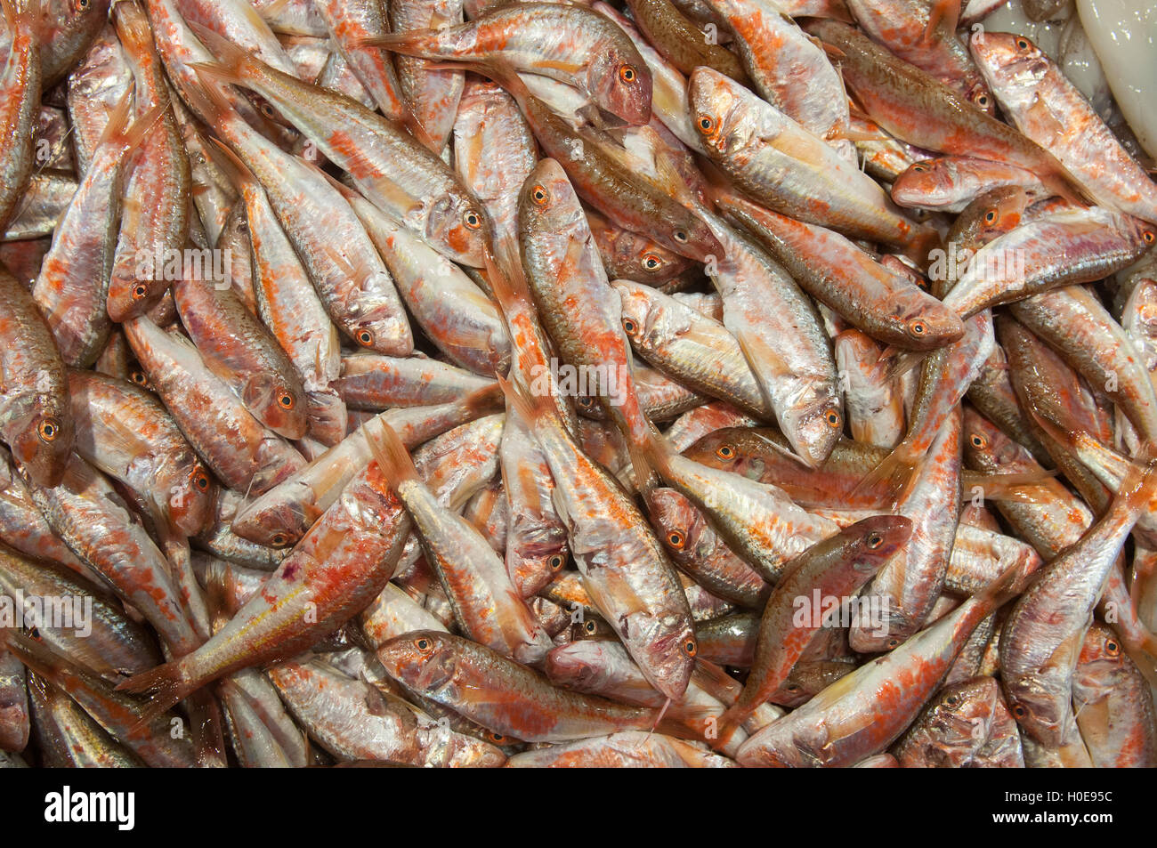 Italy fish mediterranean sea hi-res stock photography and images - Alamy