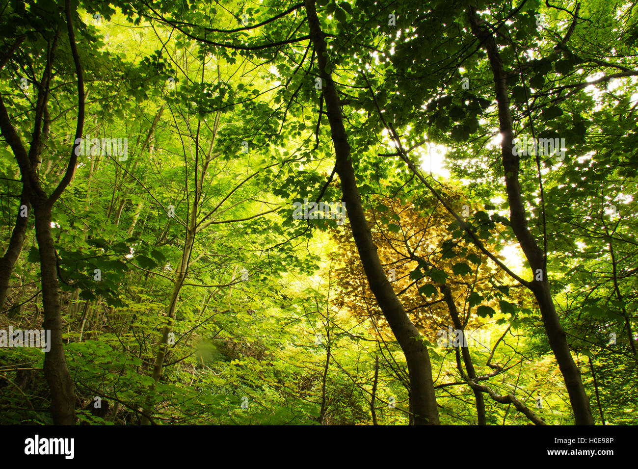 Leafy view through English woodland in the summer Stock Photo - Alamy