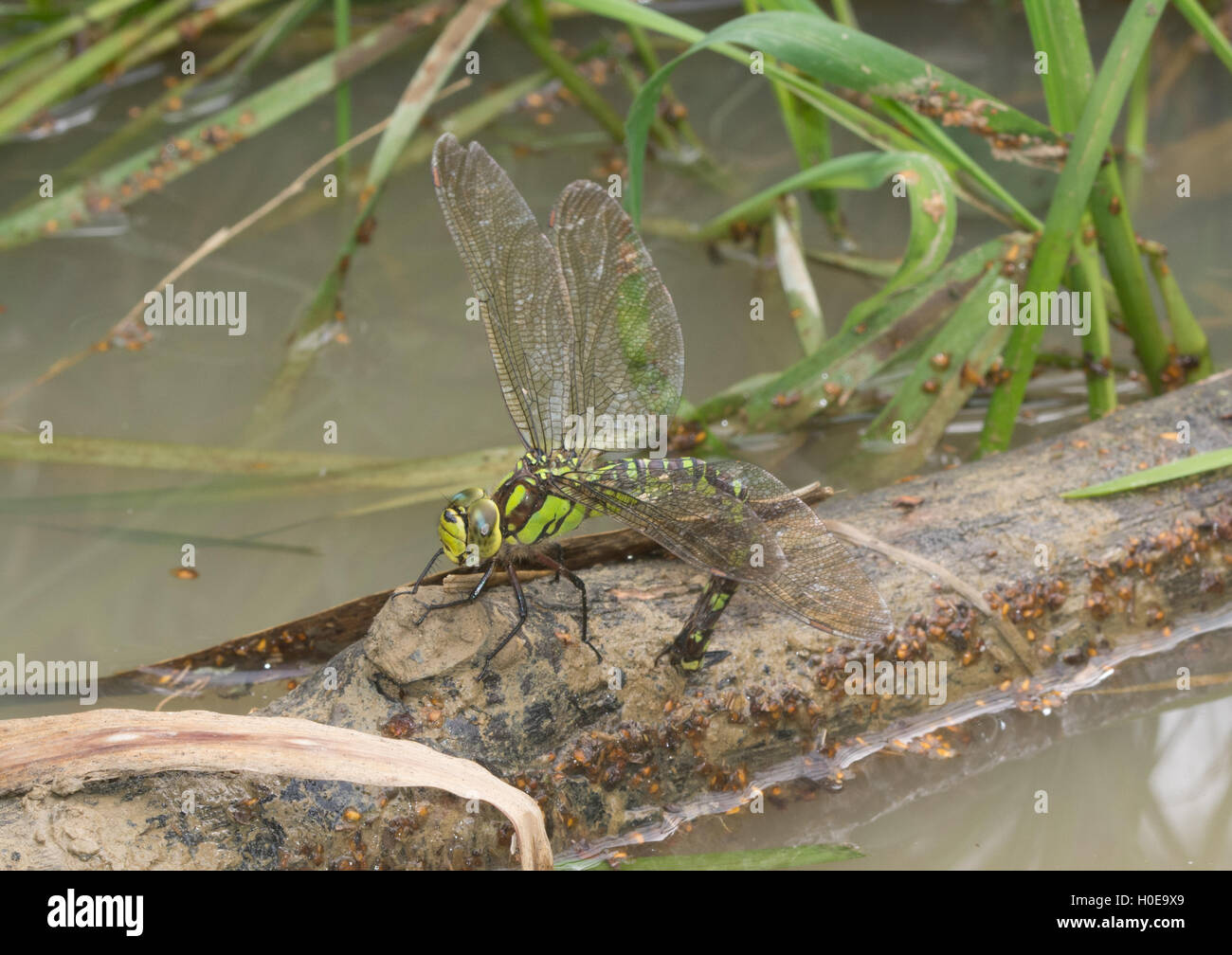 Dragonfly egg hi-res stock photography and images - Alamy