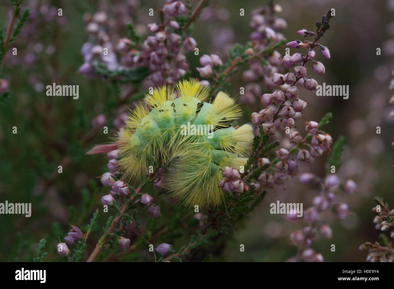 Pale tussock moth caterpillar (Calliteara pudibunda) on heather in ...