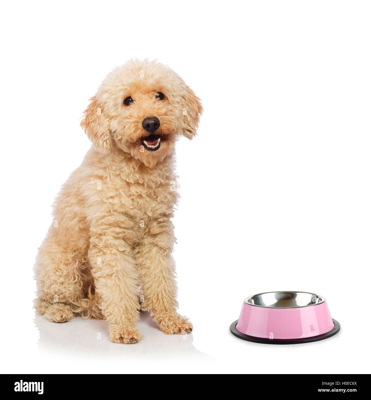Brown poodle eating pet hi-res stock photography and images - Alamy