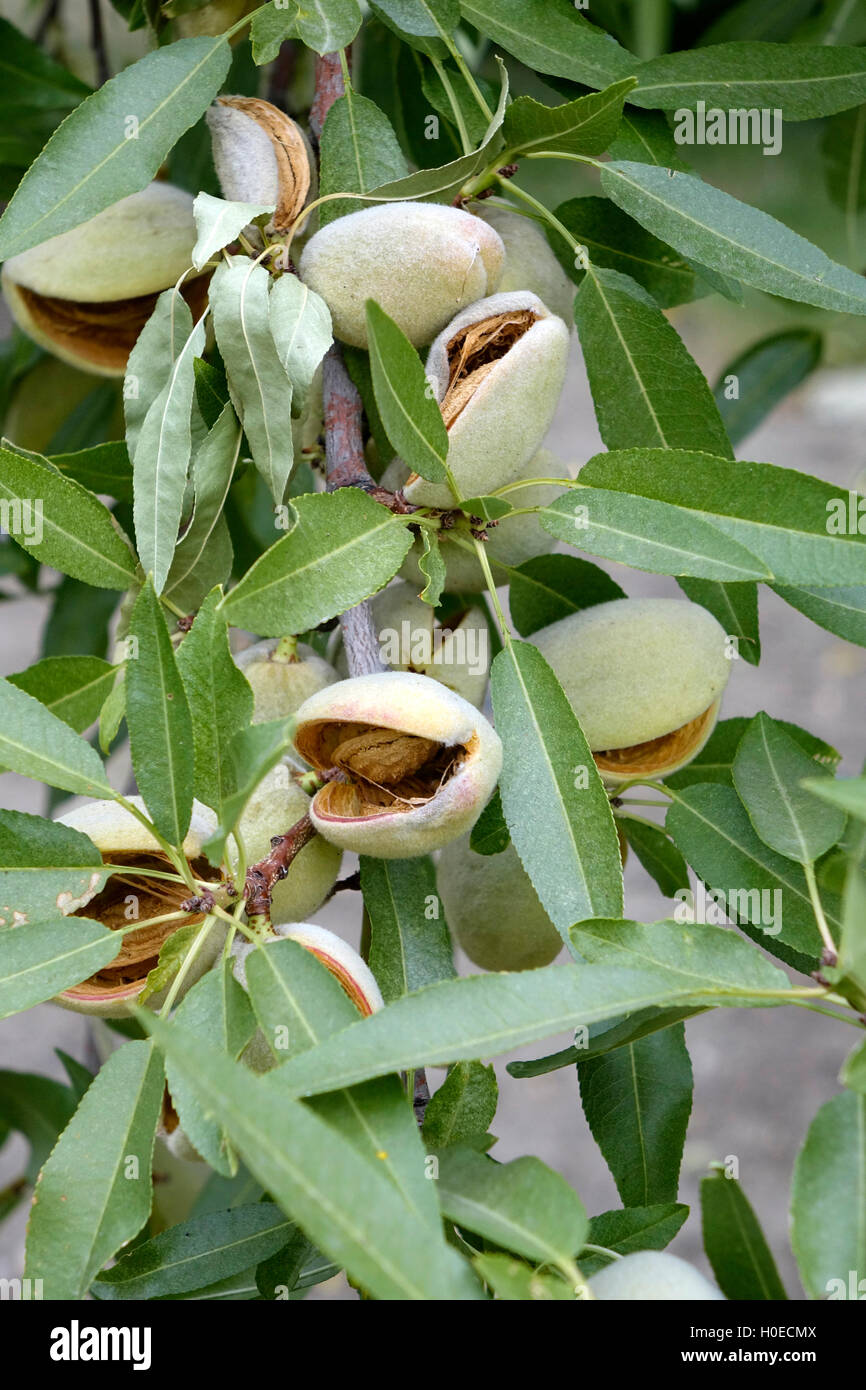 Almonds crack open when they are ready for harvesting Stock Photo - Alamy