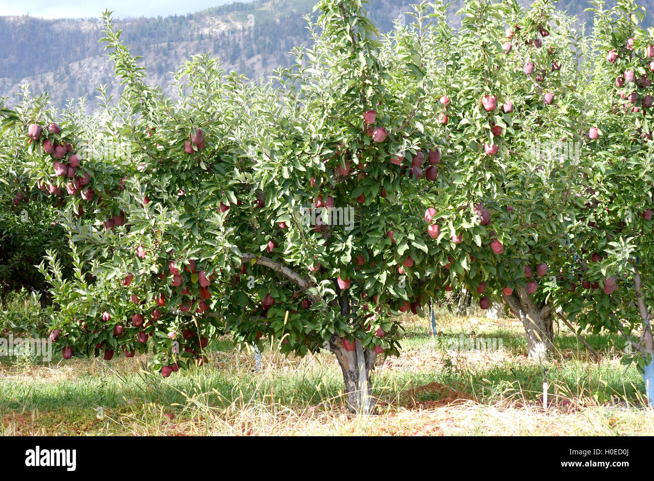 'Red Delicious apple orchard Stock Photo - Alamy