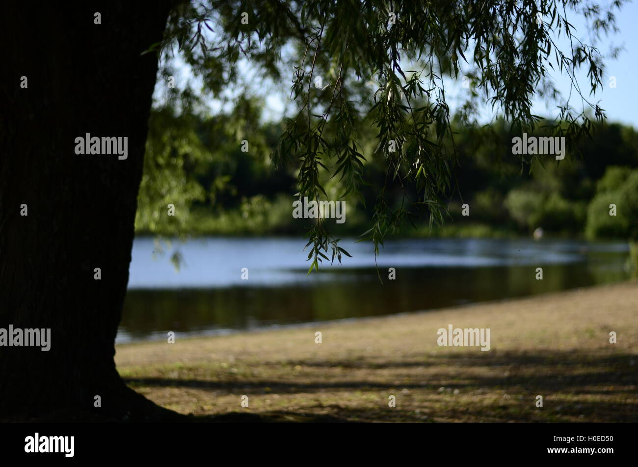 tree at beach Stock Photo - Alamy