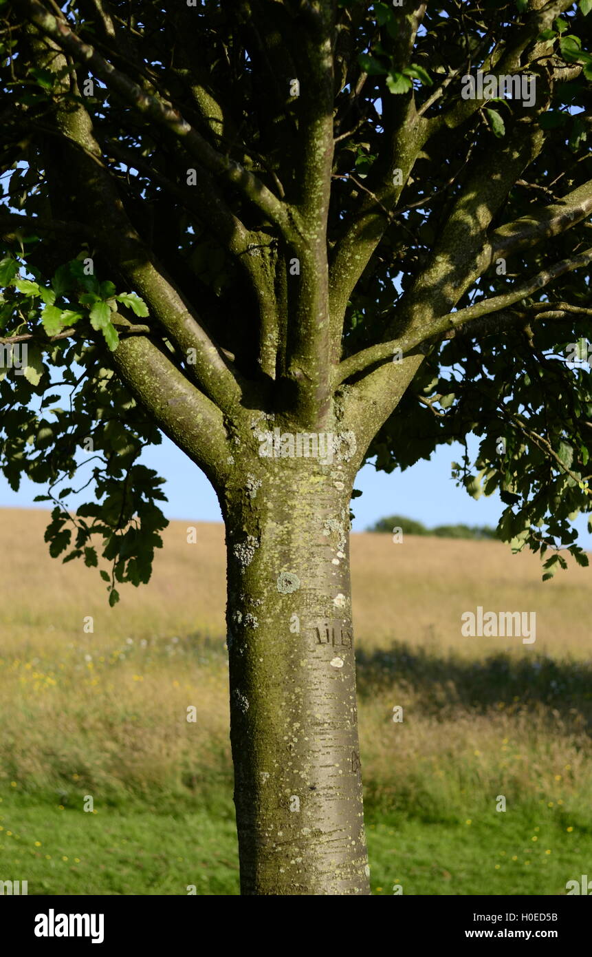 Cropped trunk hi-res stock photography and images - Alamy
