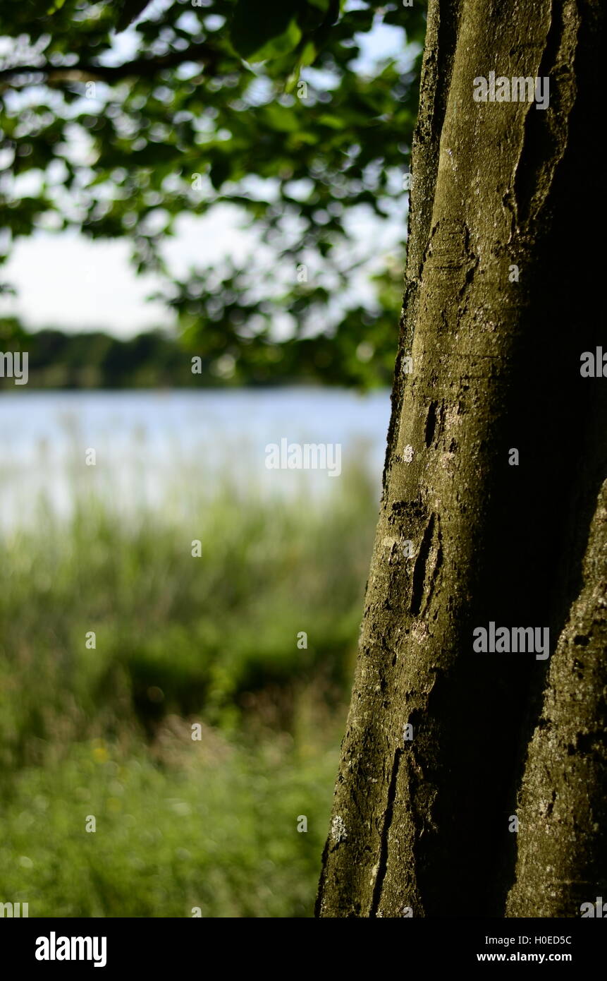 Tree with river background Stock Photo - Alamy