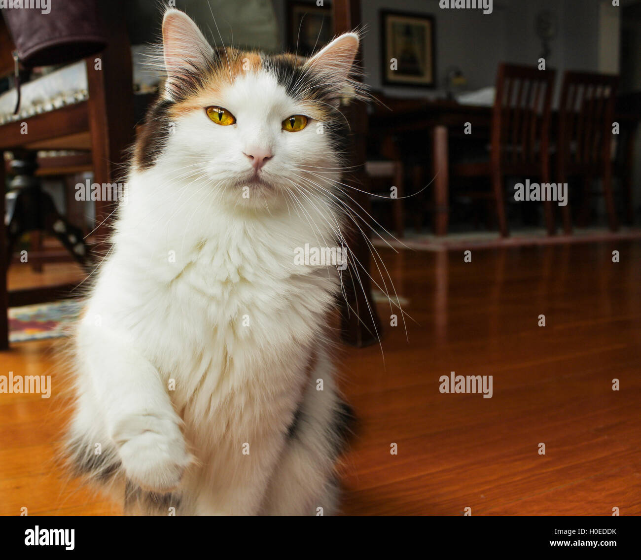 Cautious young cat pawing up at home Stock Photo - Alamy