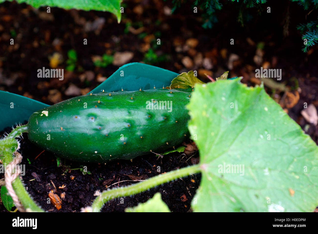 Cucumber farm england hi-res stock photography and images - Alamy
