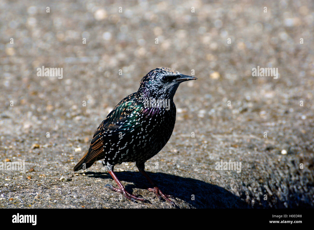 STARLING ON THE SEA WALL Stock Photo - Alamy