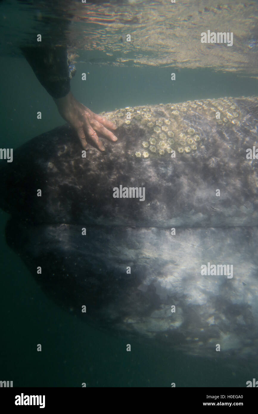 Human gray whale interaction hi-res stock photography and images - Alamy