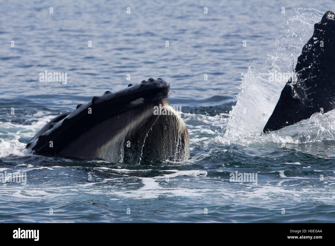 A humpback whale feeding in a unique manner in Southeast Alaska by ...