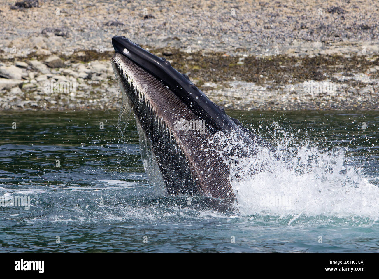 Humpback whale showing baleen feeding in Southeast Alaska Stock Photo ...