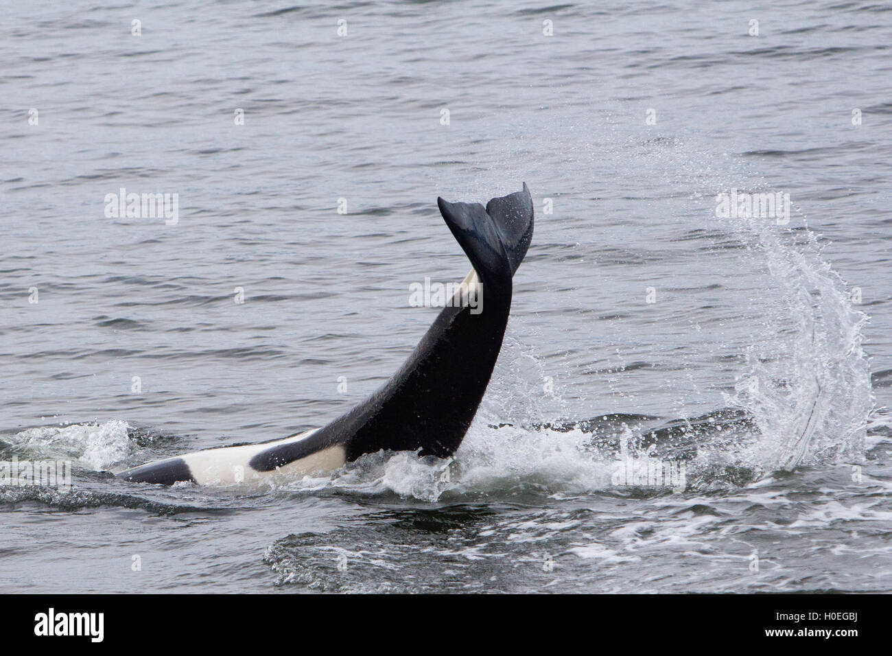 Orca tail slap hi-res stock photography and images - Alamy