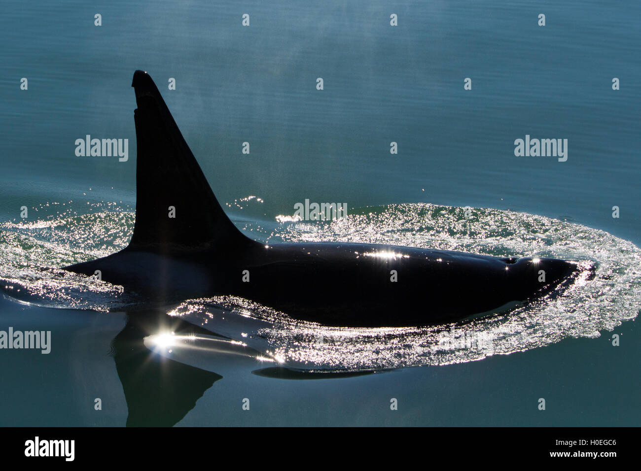 Male Transient Killer whale surfacing in Glacier Bay National Park ...